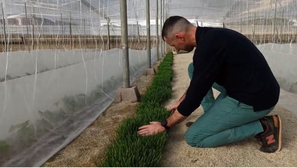 Los Banker Plants o cómo anticiparnos a las plagas de pulgones - Biosur